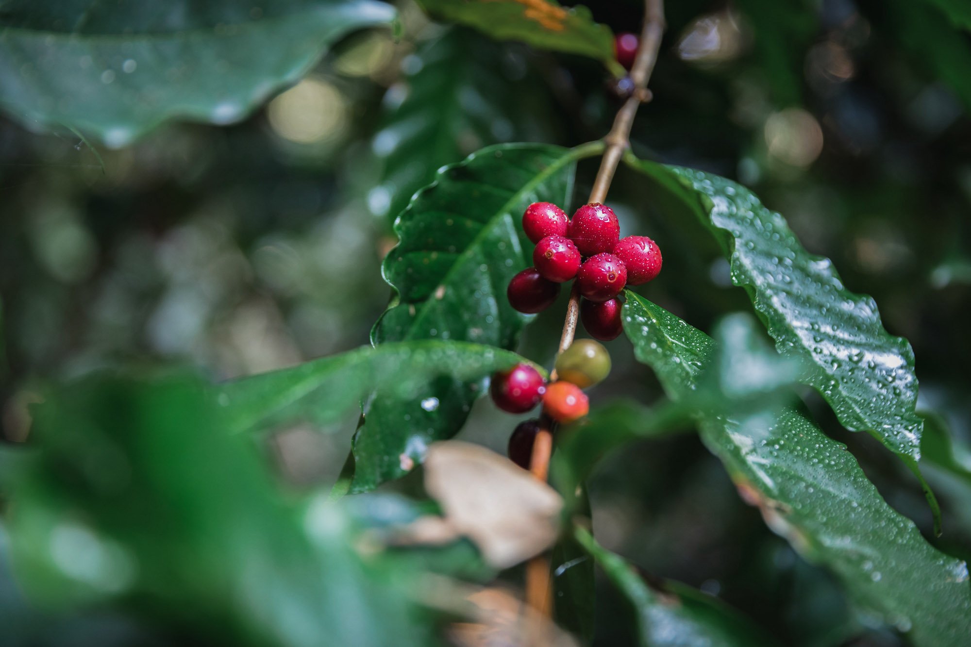 Learn how Slow coffee spreads to 1000 farmers