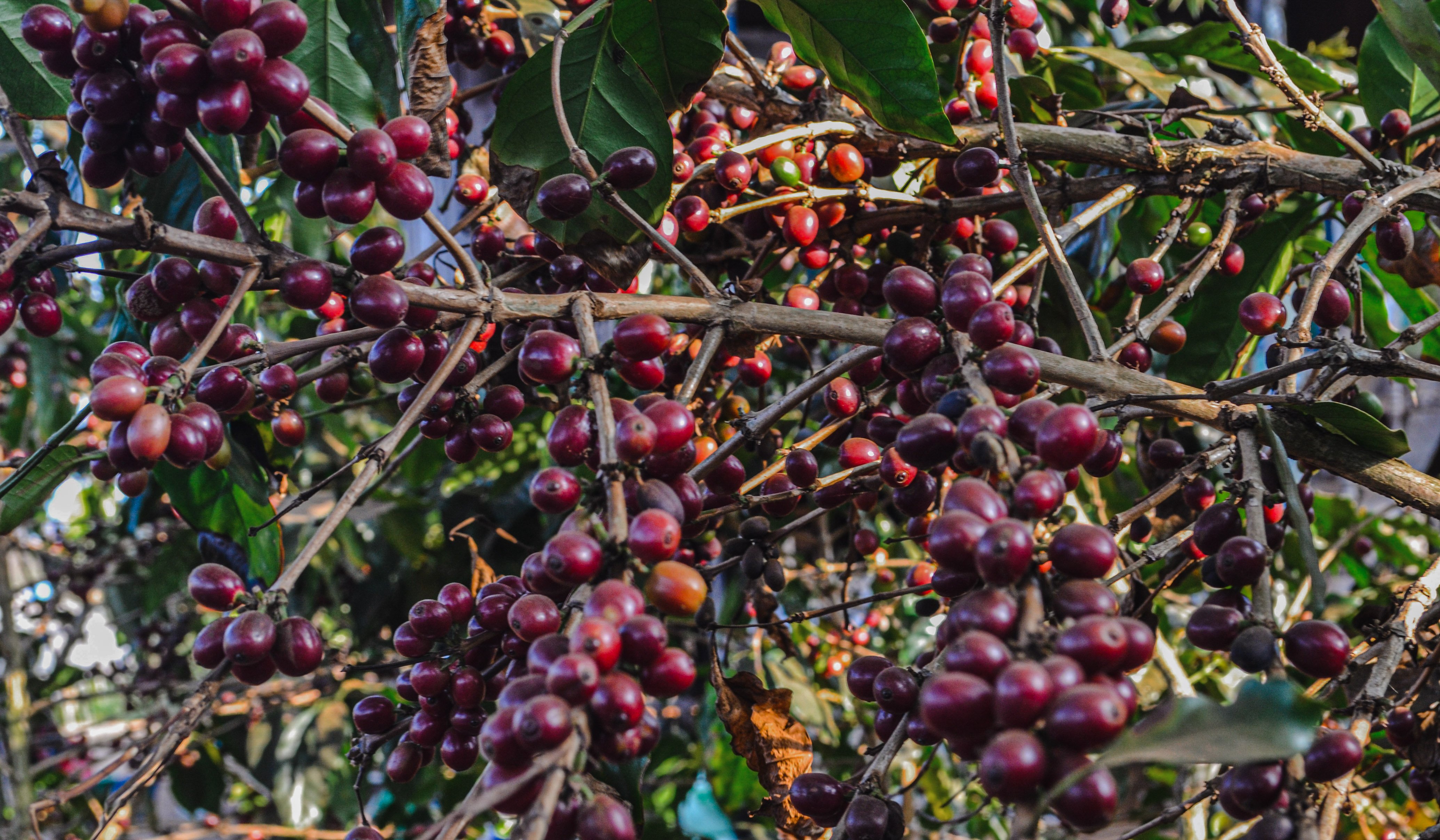 Simple coffee swaps for a big sustainability impact