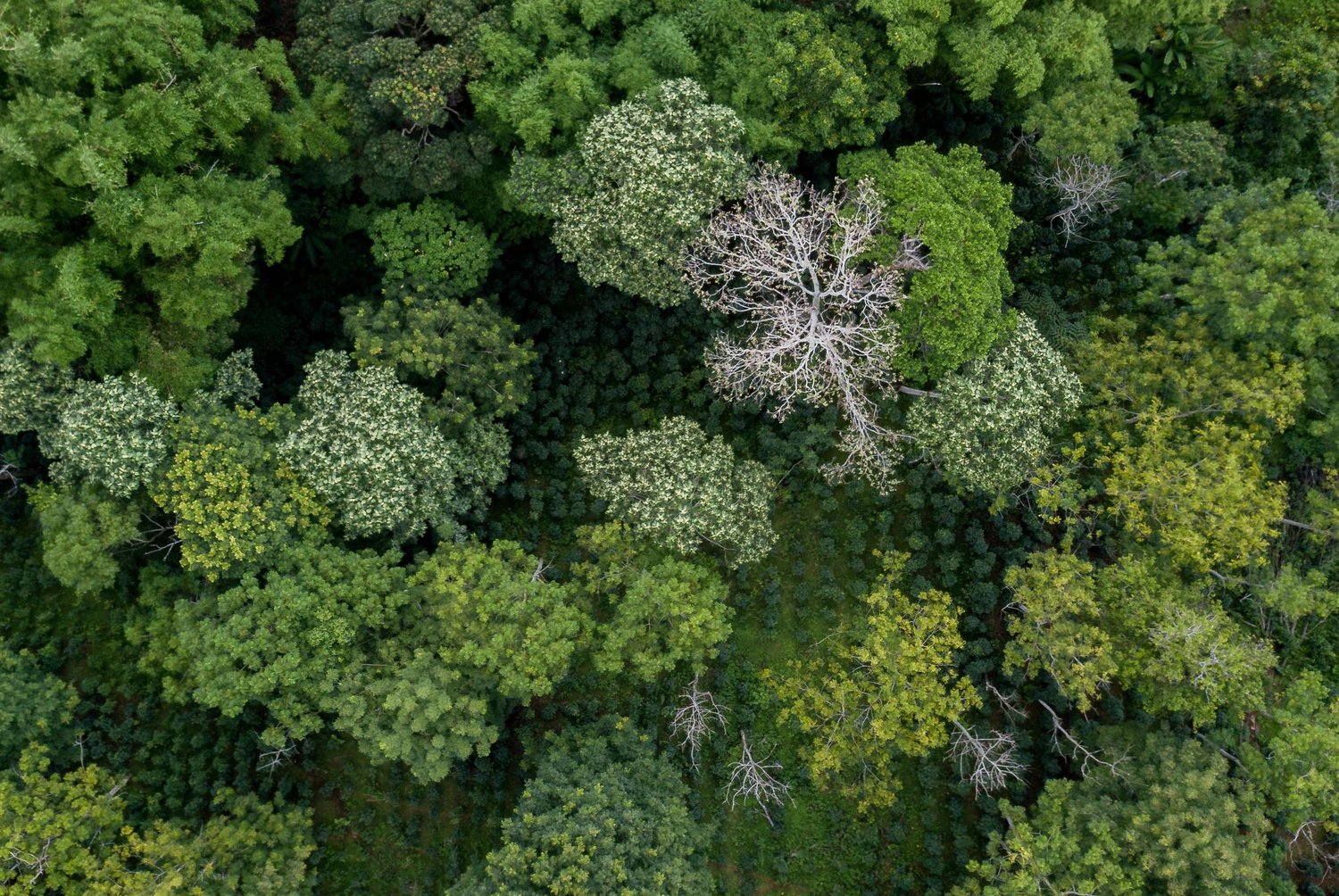 Slow protects forests by growing coffee
