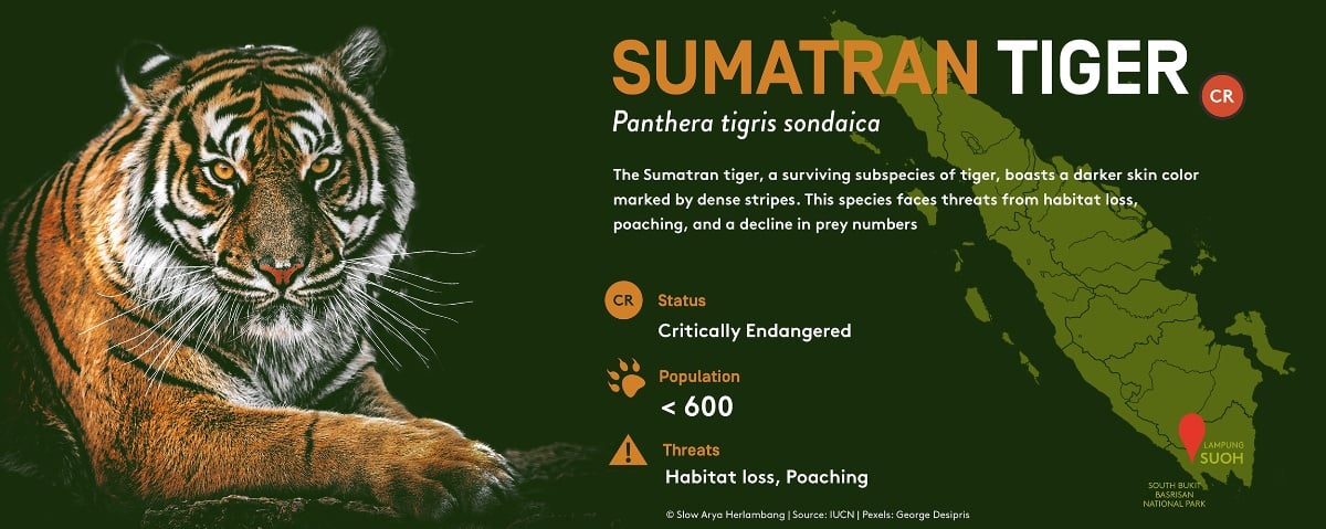 Face to face with a man-eating tiger