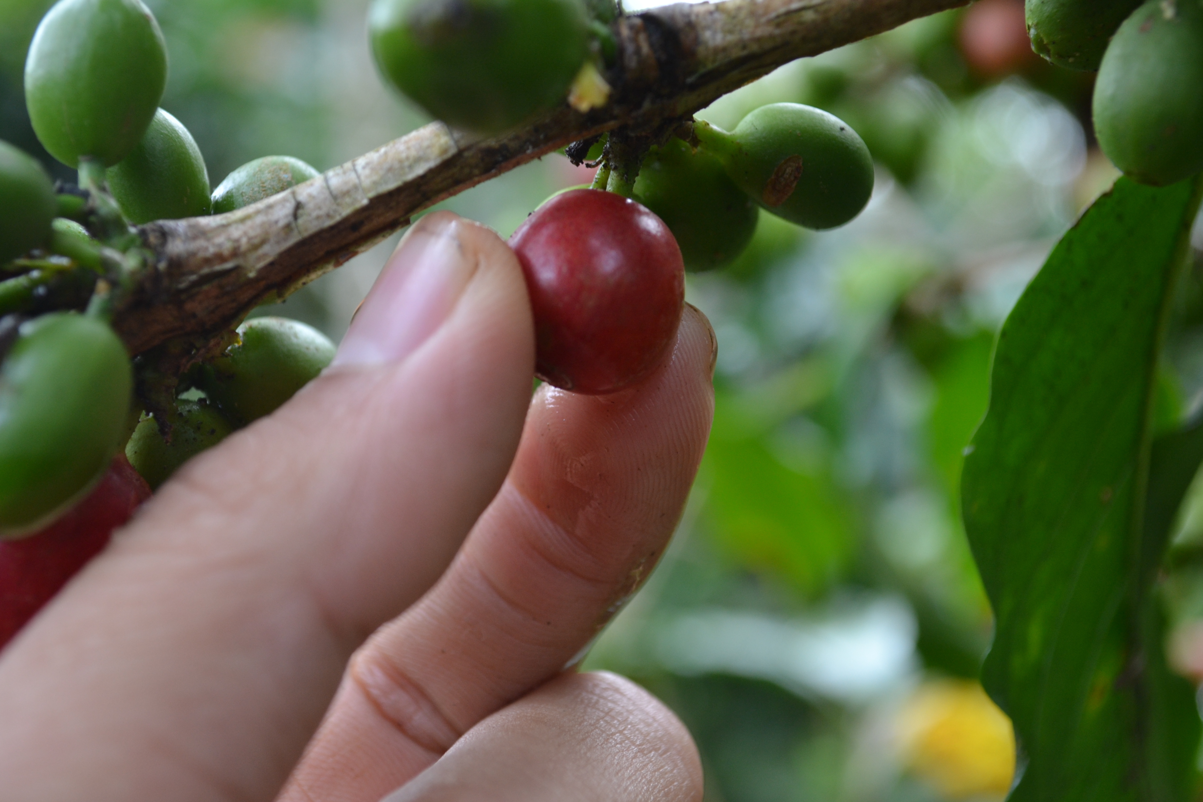 What makes a ‘fair’ cup?